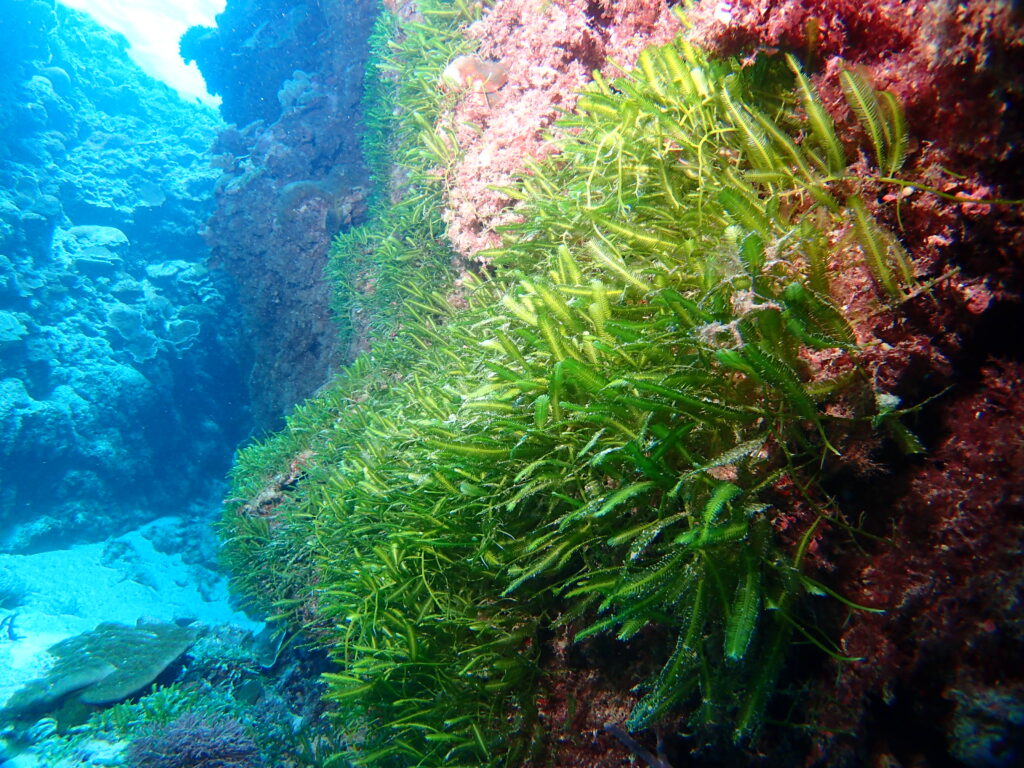 2月5日 慶良間ファンダイビング | 沖縄でダイビングならマリンスター・PADIダイビング講習実施店